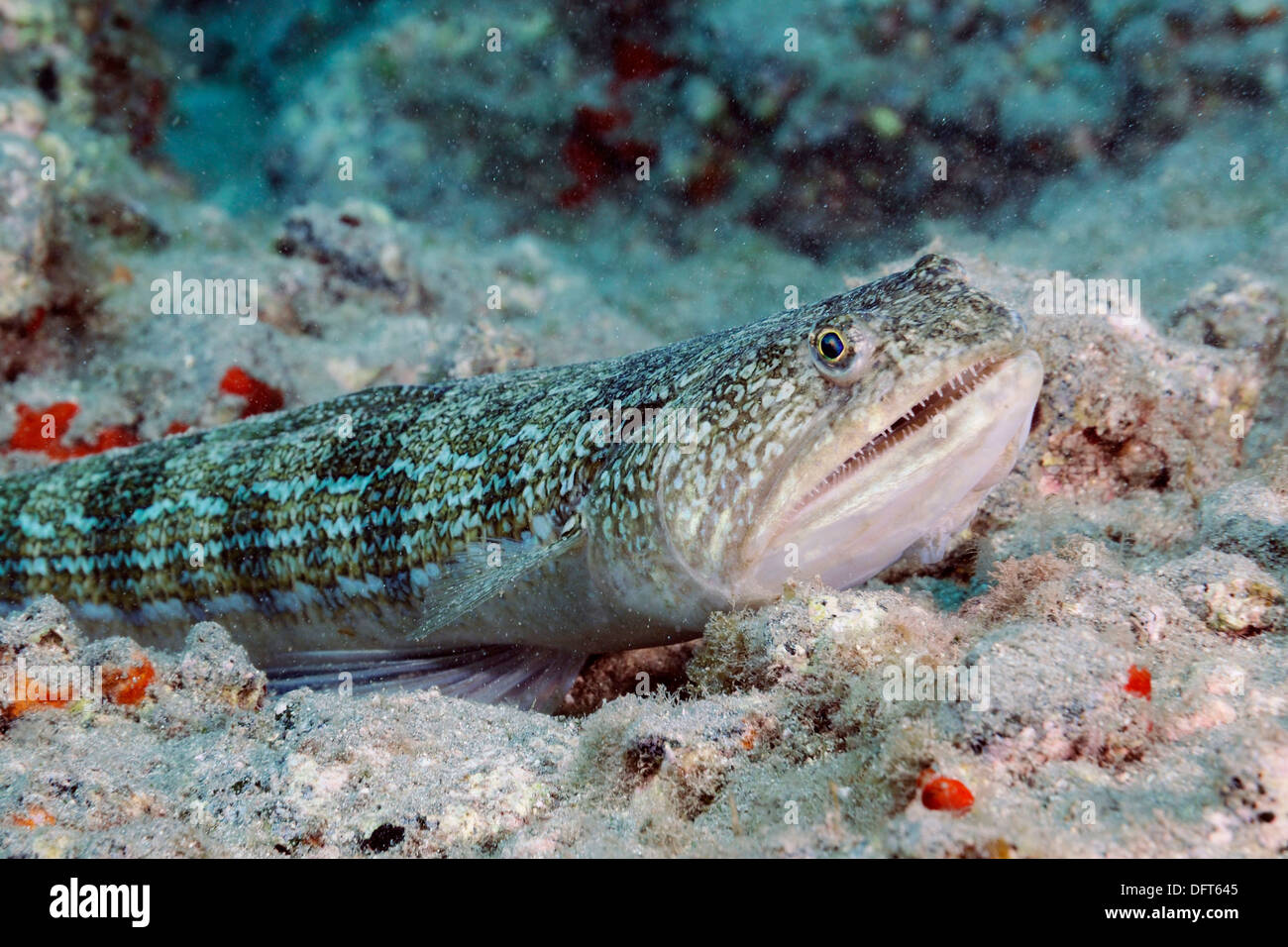Atlantic lizardfish synodus saurus hi-res stock photography and images ...