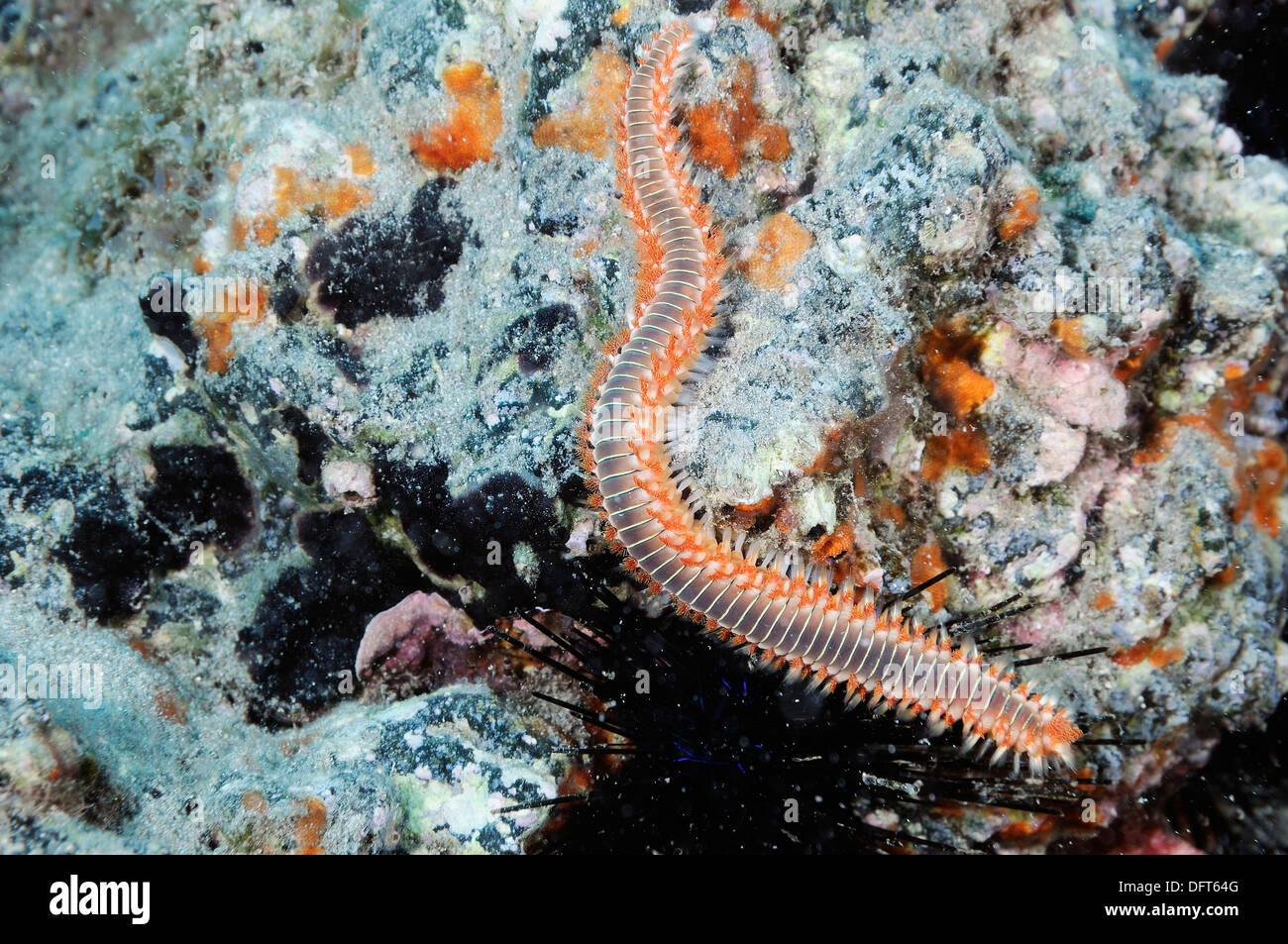 Lymp hi-res stock photography and images - Alamy
