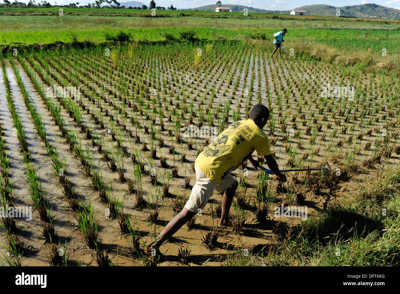 MADAGASCAR Morarano , SRI system of rice intensification developed by ...