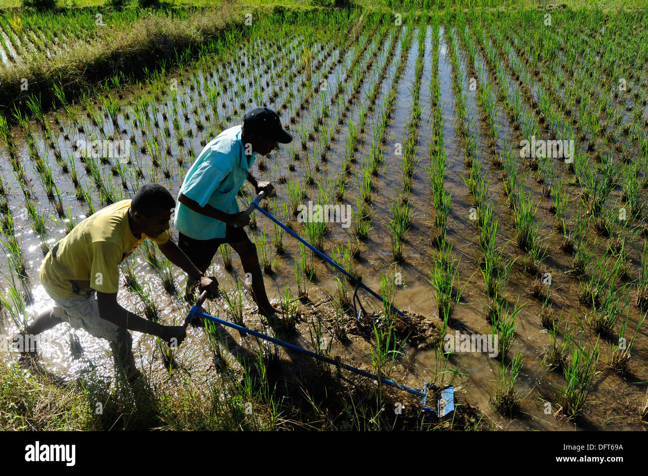 MADAGASCAR Morarano , SRI system of rice intensification developed by ...
