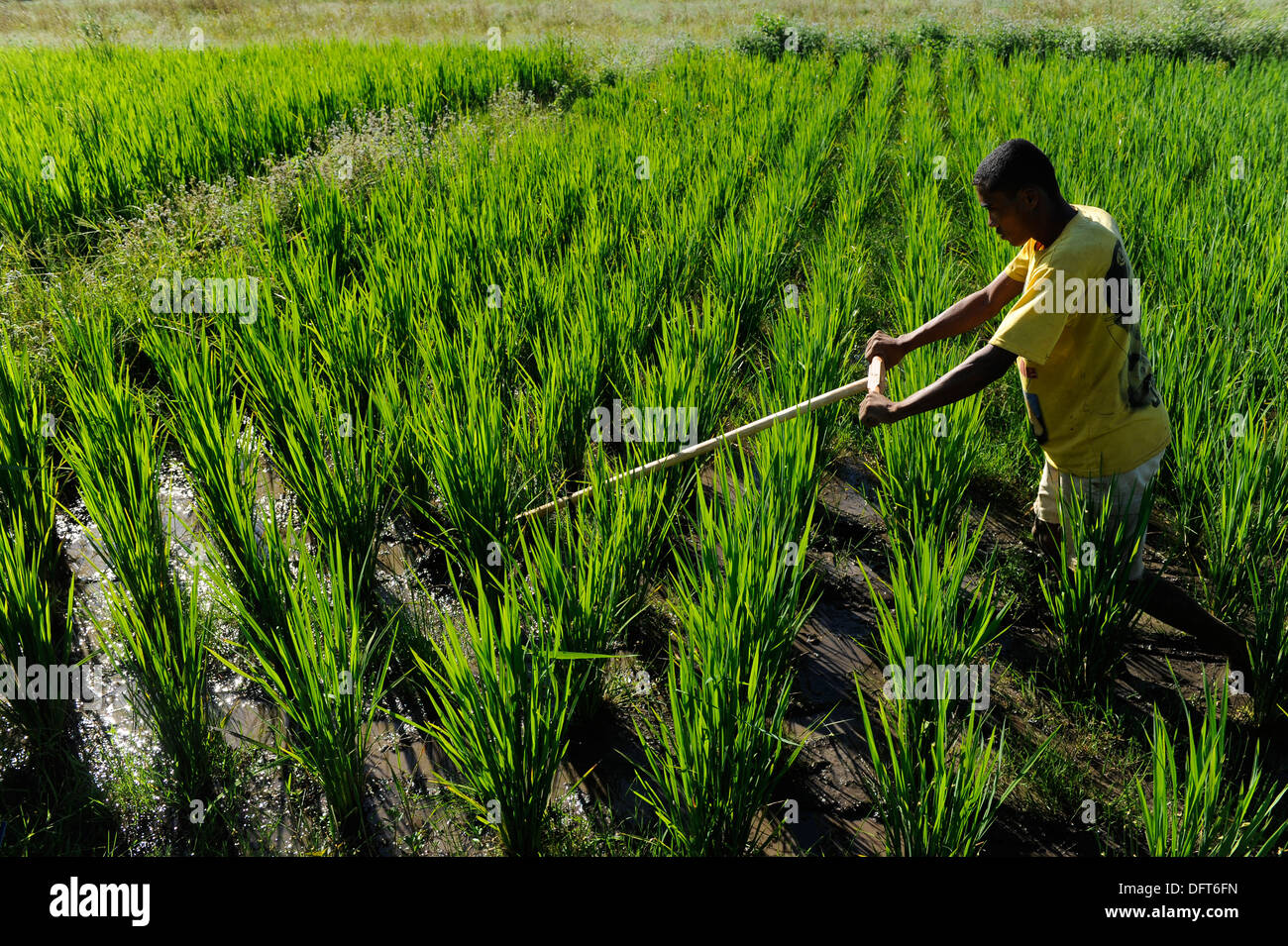 MADAGASCAR Morarano , SRI system of rice intensification developed by ...