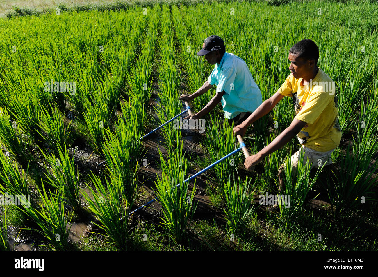 MADAGASCAR Morarano , SRI system of rice intensification developed by ...