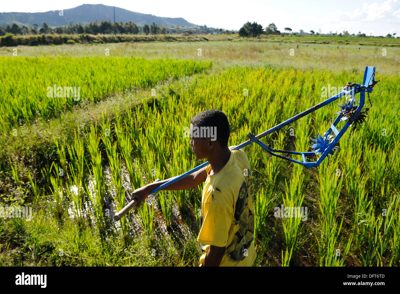 MADAGASCAR Morarano , SRI system of rice intensification developed by ...