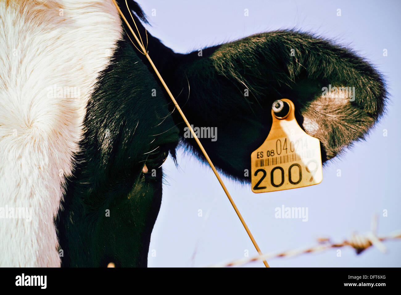 Detalle de la vaca hi-res stock photography and images - Alamy