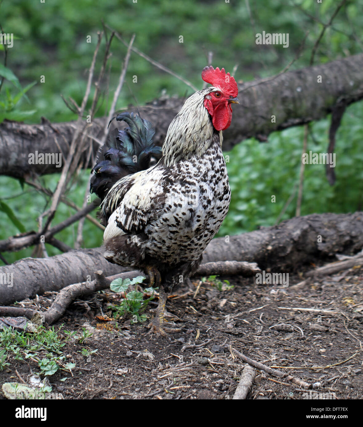 Majestic rooster hi-res stock photography and images - Alamy