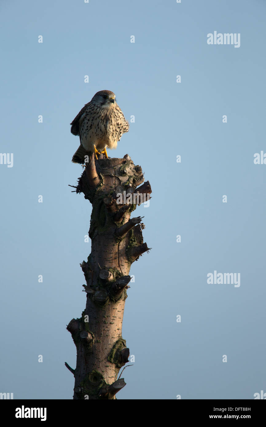 Kestrel in a tree hi-res stock photography and images - Alamy