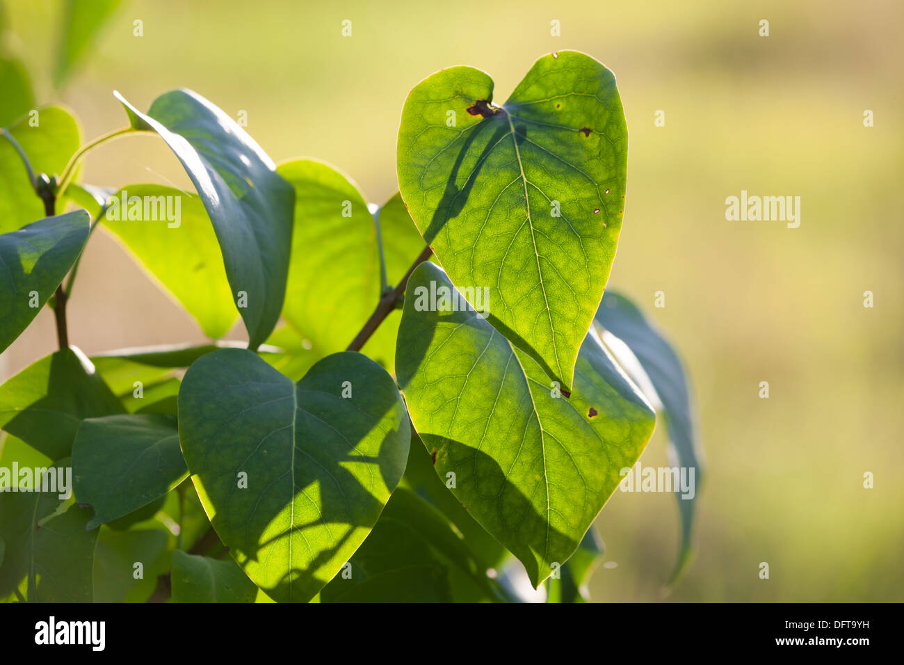 Beautiful leaves hi-res stock photography and images - Alamy