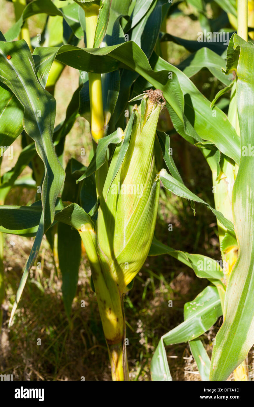 Maissipelto hi-res stock photography and images - Alamy