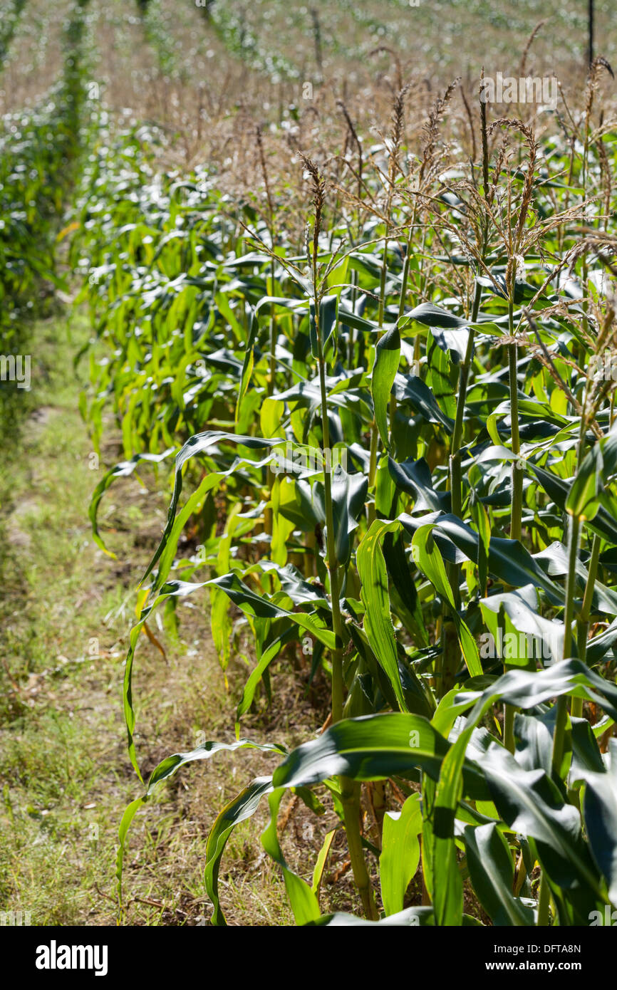 Maize field Stock Photo, Royalty Free Image: 61385877 - Alamy
