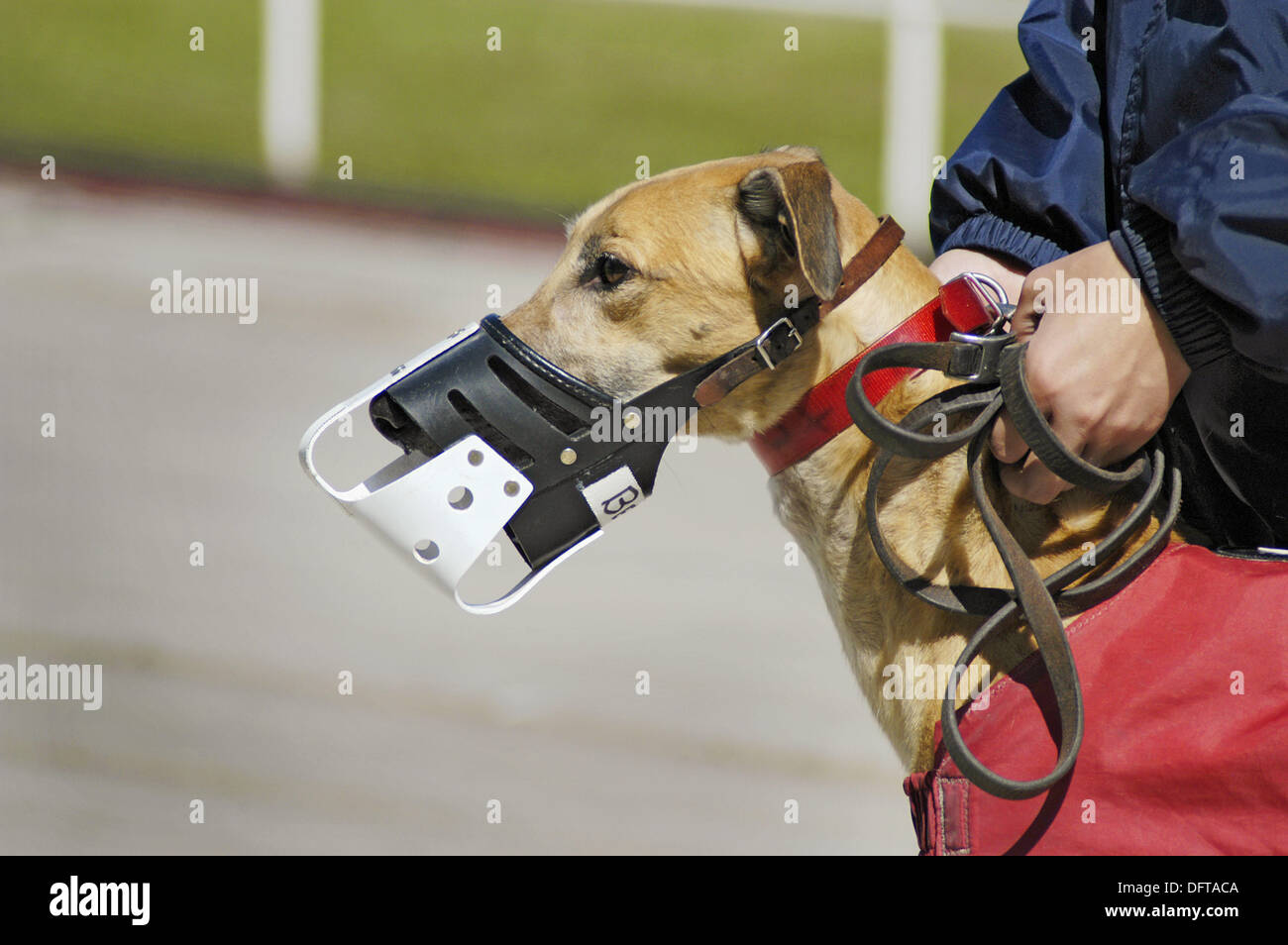 Dog Races in Florida Stock Photo - Alamy