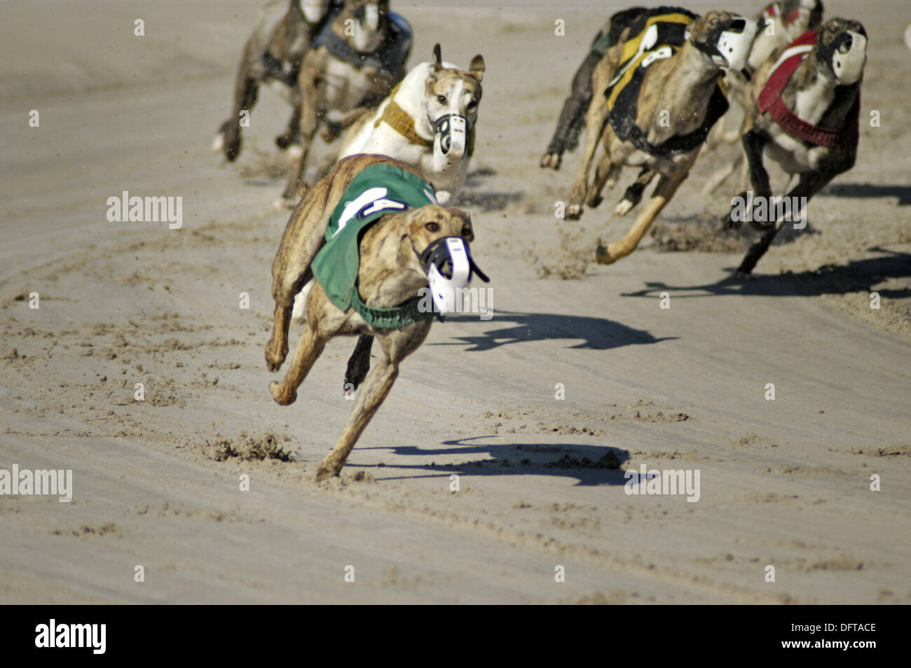 Dog races florida hi-res stock photography and images - Alamy