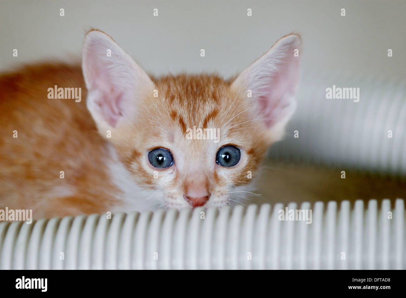 6 week old kitten hi-res stock photography and images - Alamy