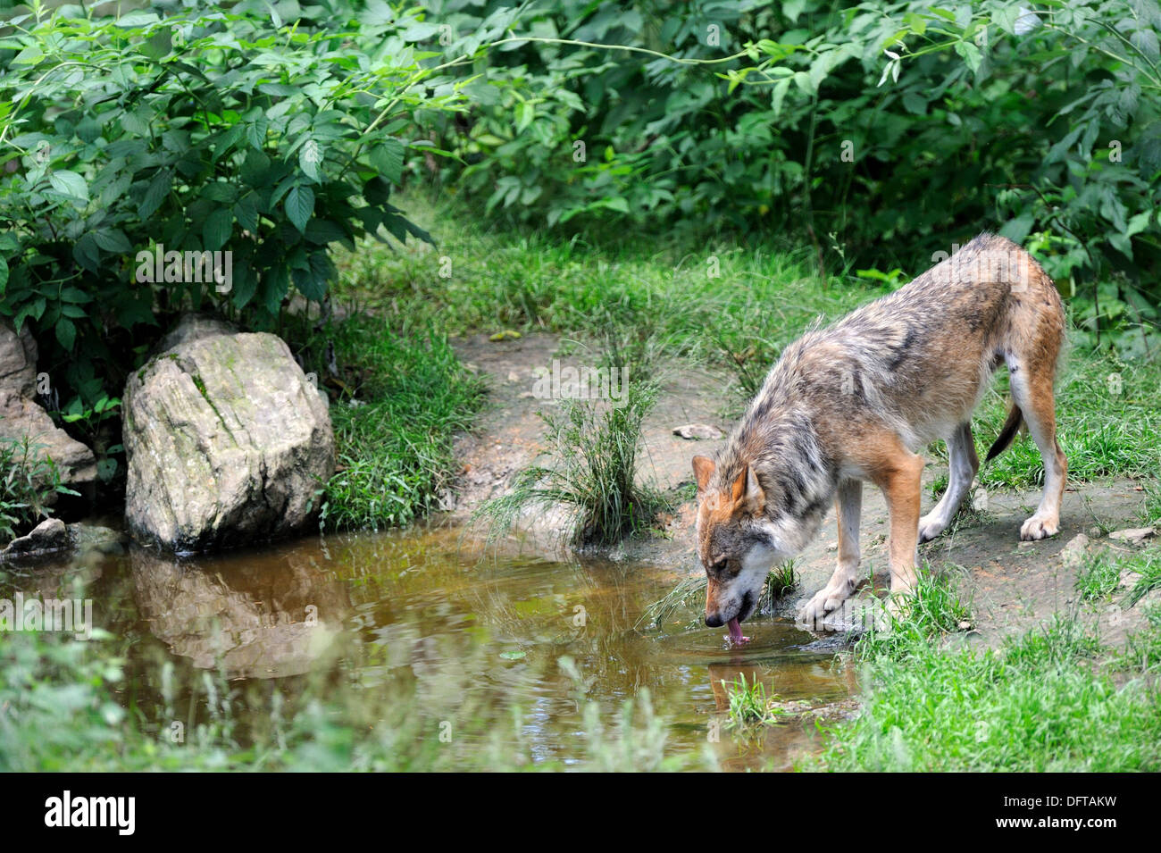 Bayerischerwald national park hi-res stock photography and images - Alamy