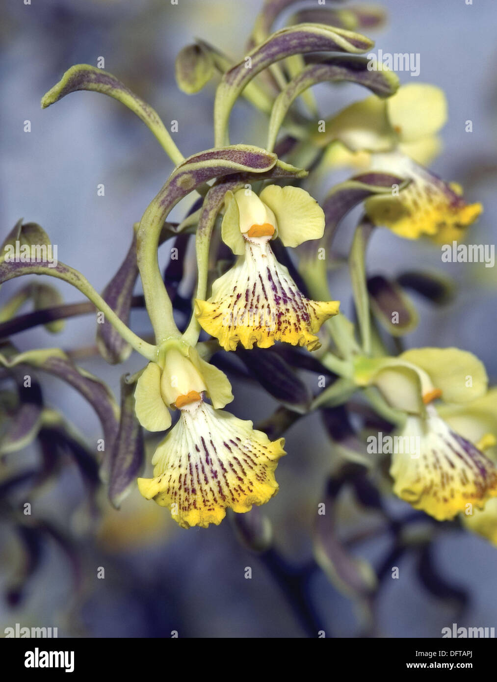 Orchid oncidium sp hi-res stock photography and images - Alamy