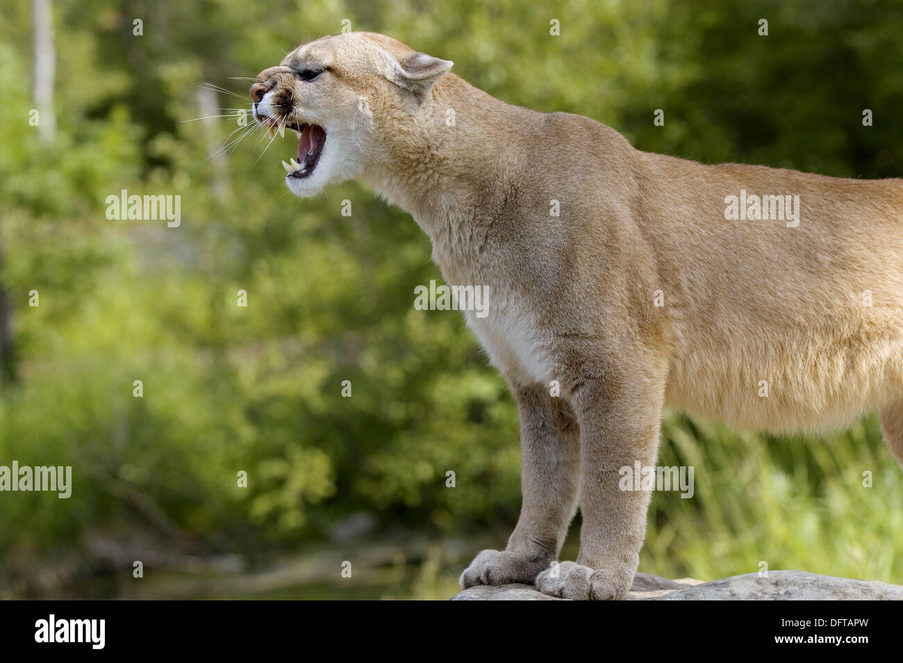 Snarling cougar hi-res stock photography and images - Alamy