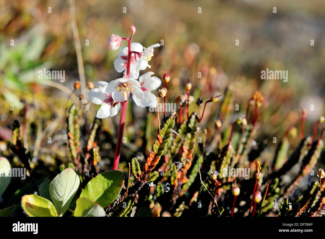 Tundra vegetation nunavut hi-res stock photography and images - Alamy