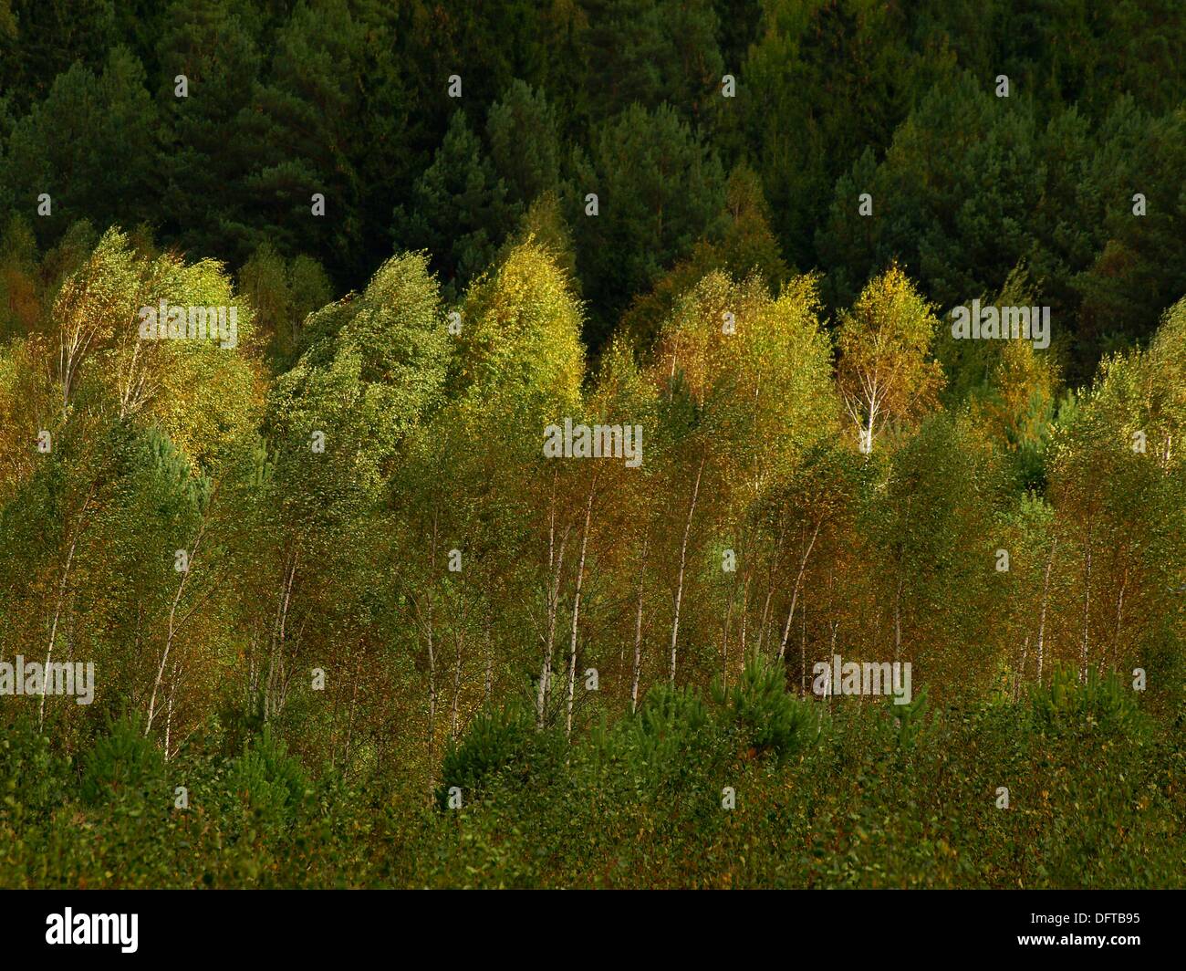 Knyszynska forest hi-res stock photography and images - Alamy