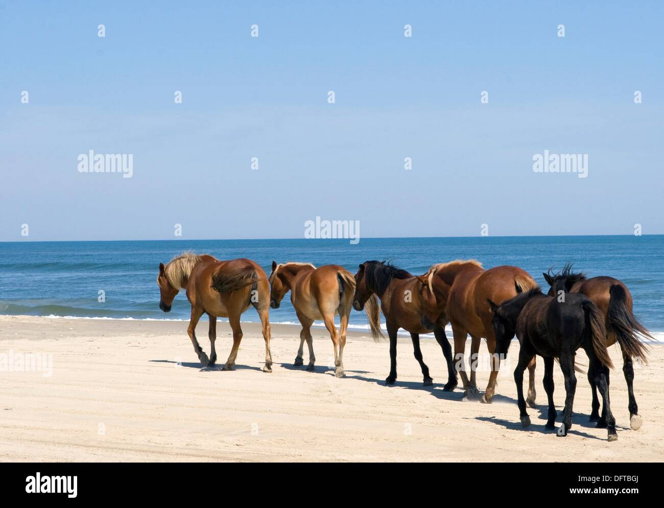 Corolla horses hi-res stock photography and images - Alamy