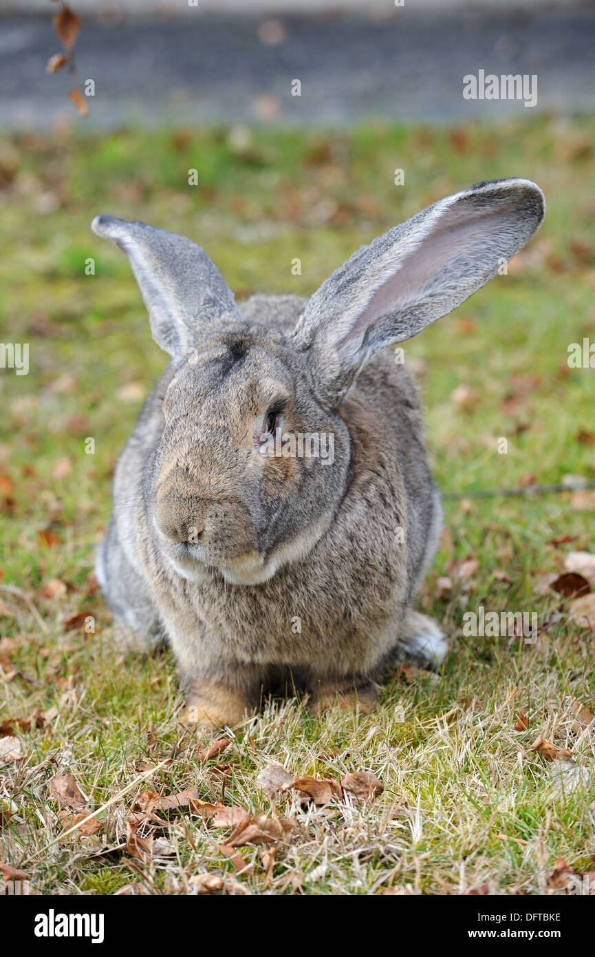 Giant rabbit flemish animal hi-res stock photography and images - Alamy