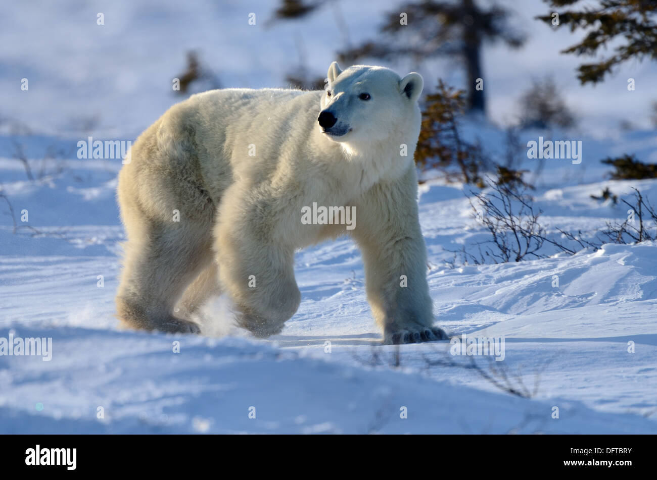 Bear coming out his den hi-res stock photography and images - Alamy