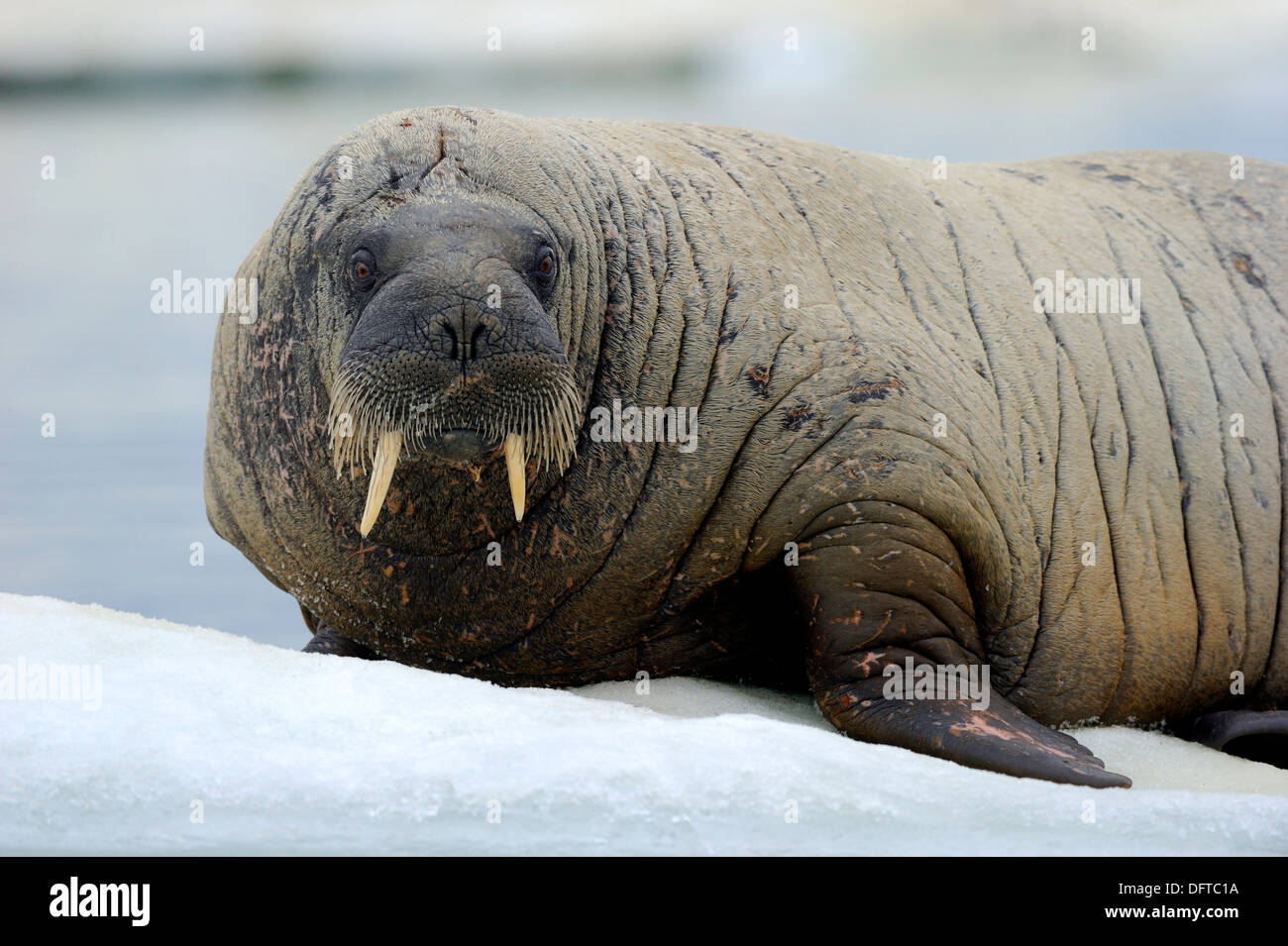 Walrus odobenus rosmarus foxe basin hi-res stock photography and images ...