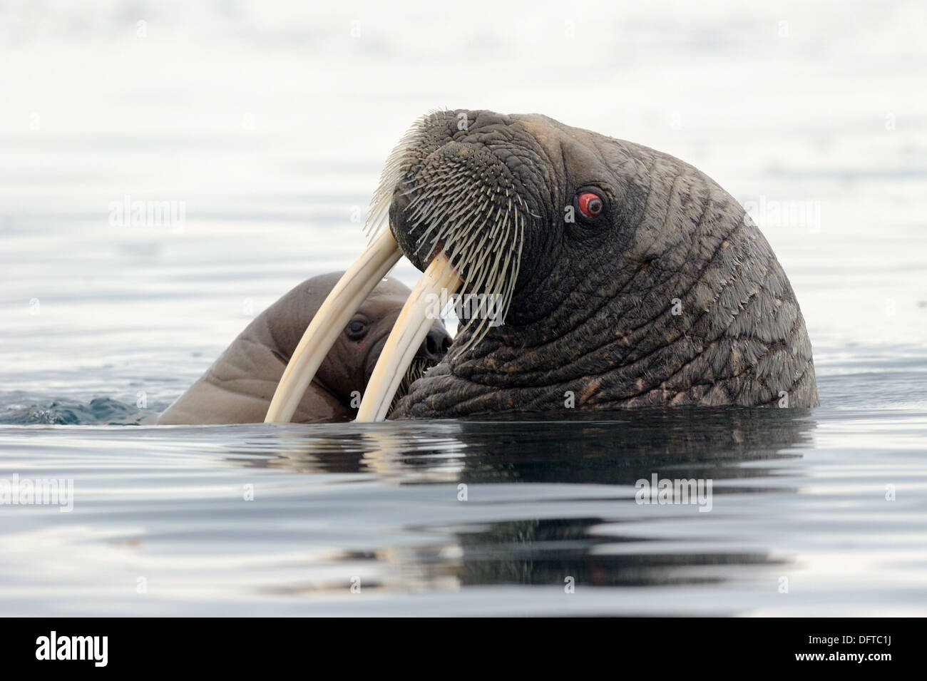 Newborn Baby Walrus