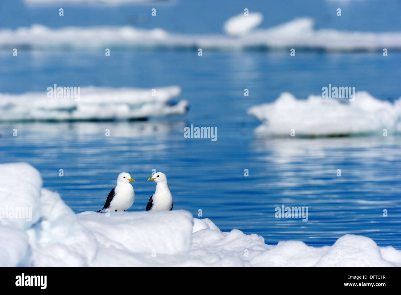 Arctic ice floe edge canada hi-res stock photography and images - Alamy