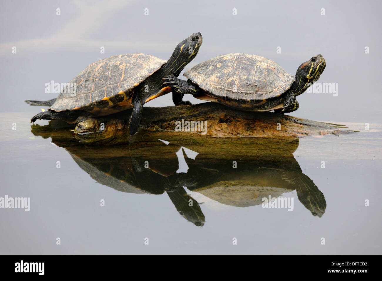 Red eared sliders basking hi-res stock photography and images - Alamy