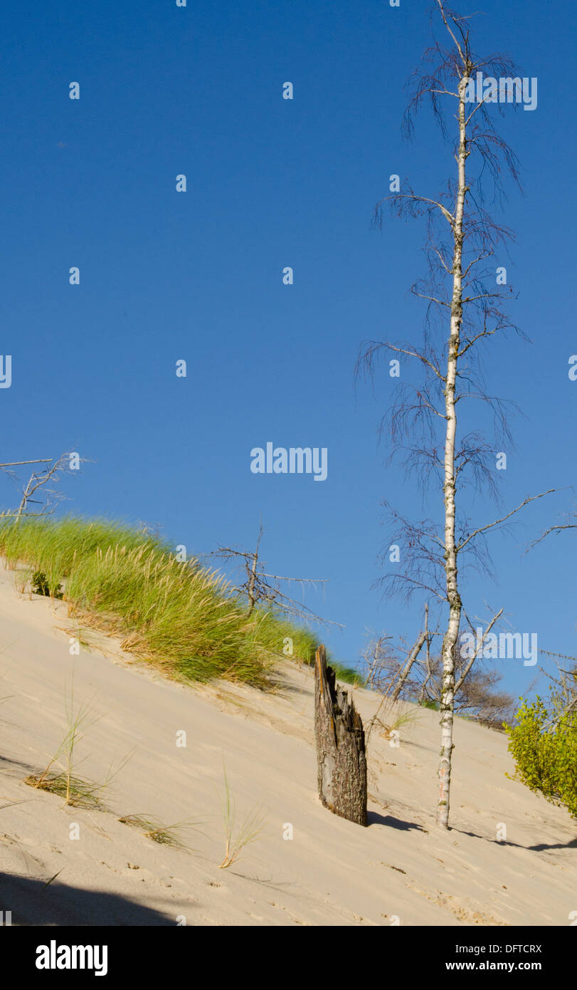 Birch tree without leaves hi-res stock photography and images - Alamy