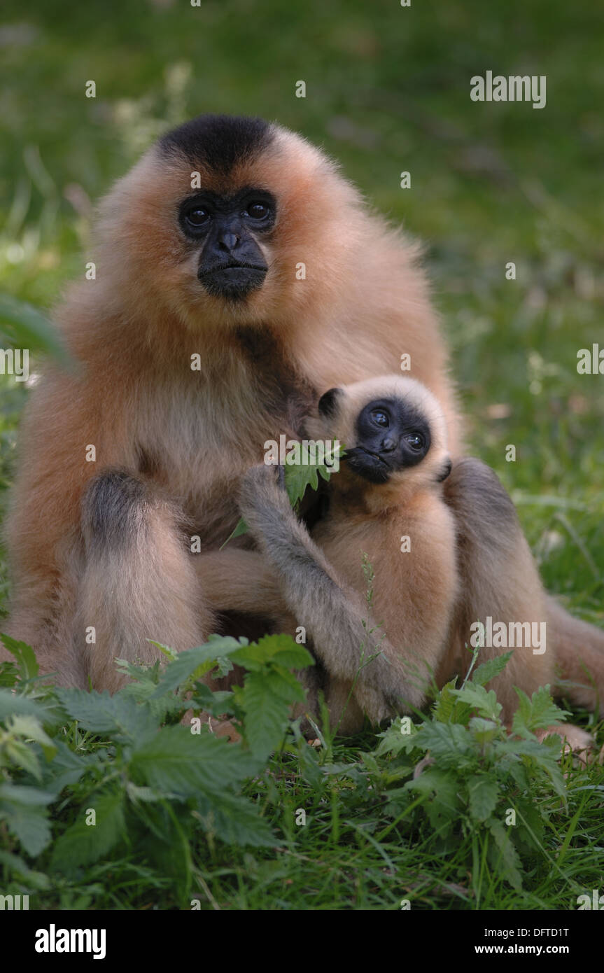 Golden Cheeked Gibbon High Resolution Stock Photography and Images - Alamy
