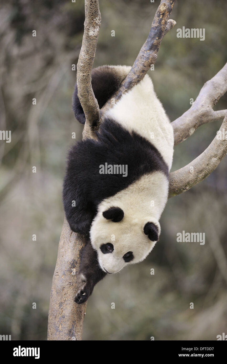 Panda climb up hi-res stock photography and images - Alamy