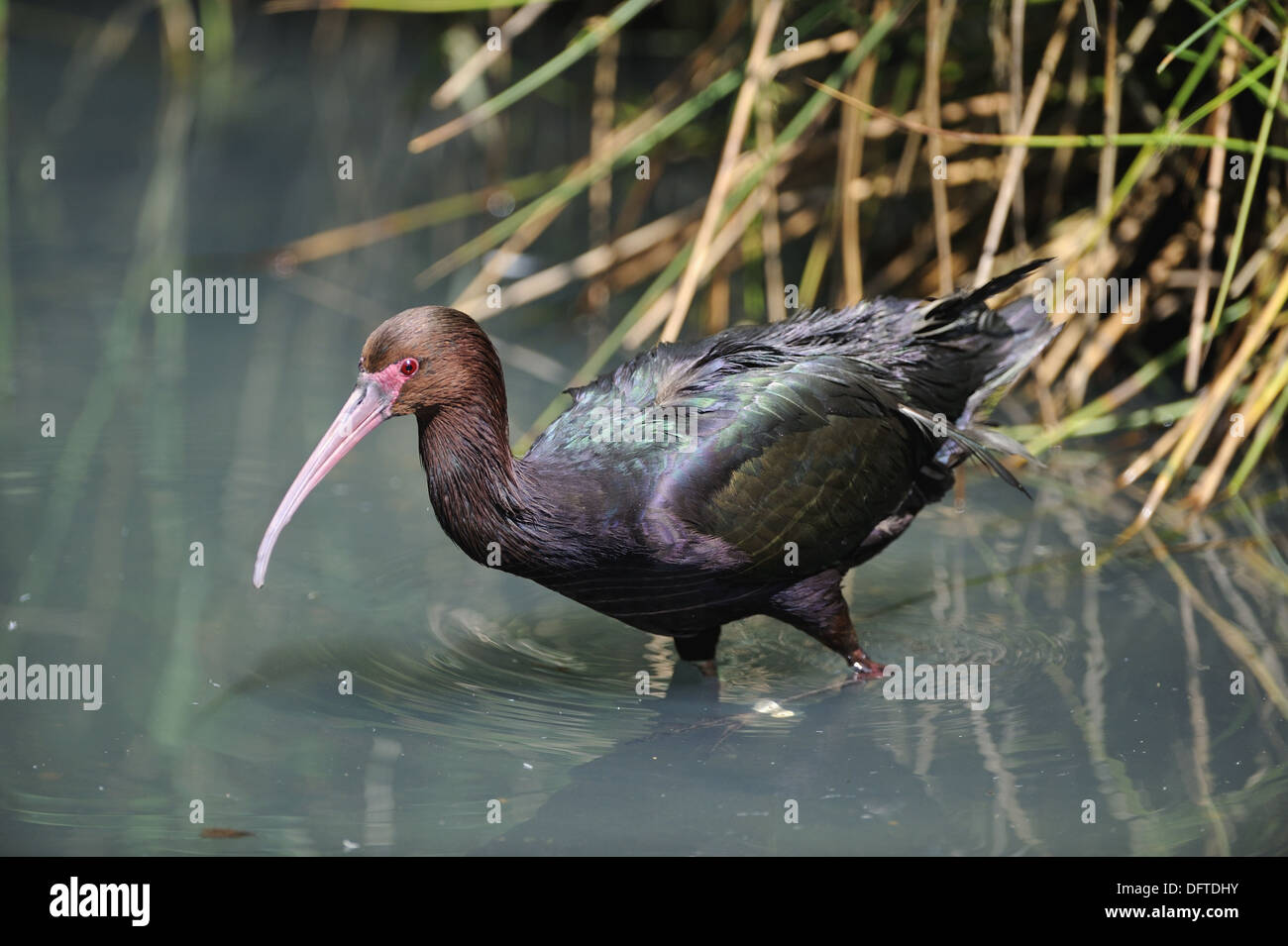 Puna Ibis High Resolution Stock Photography and Images - Alamy