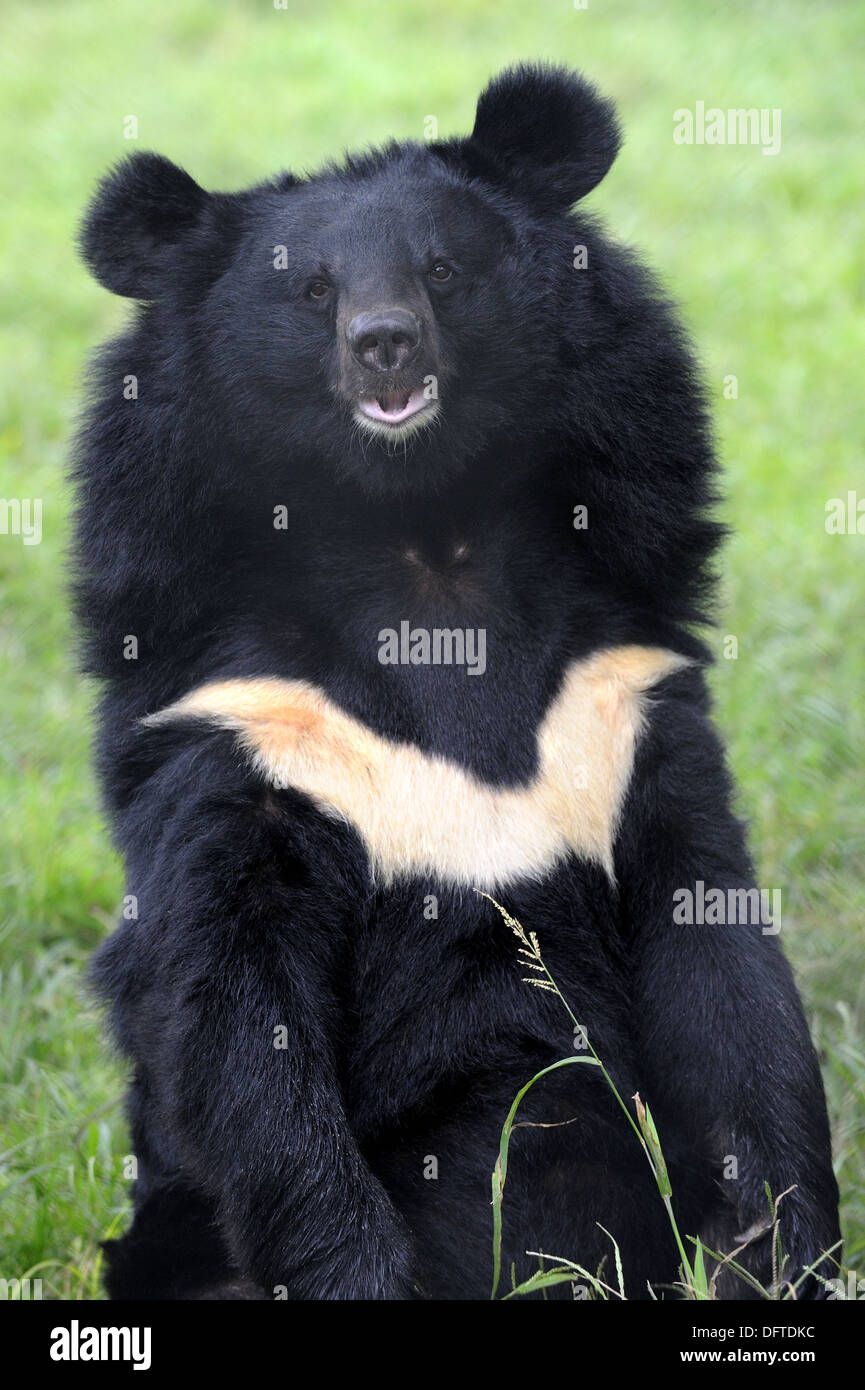 China bear rescue centre hi-res stock photography and images - Alamy