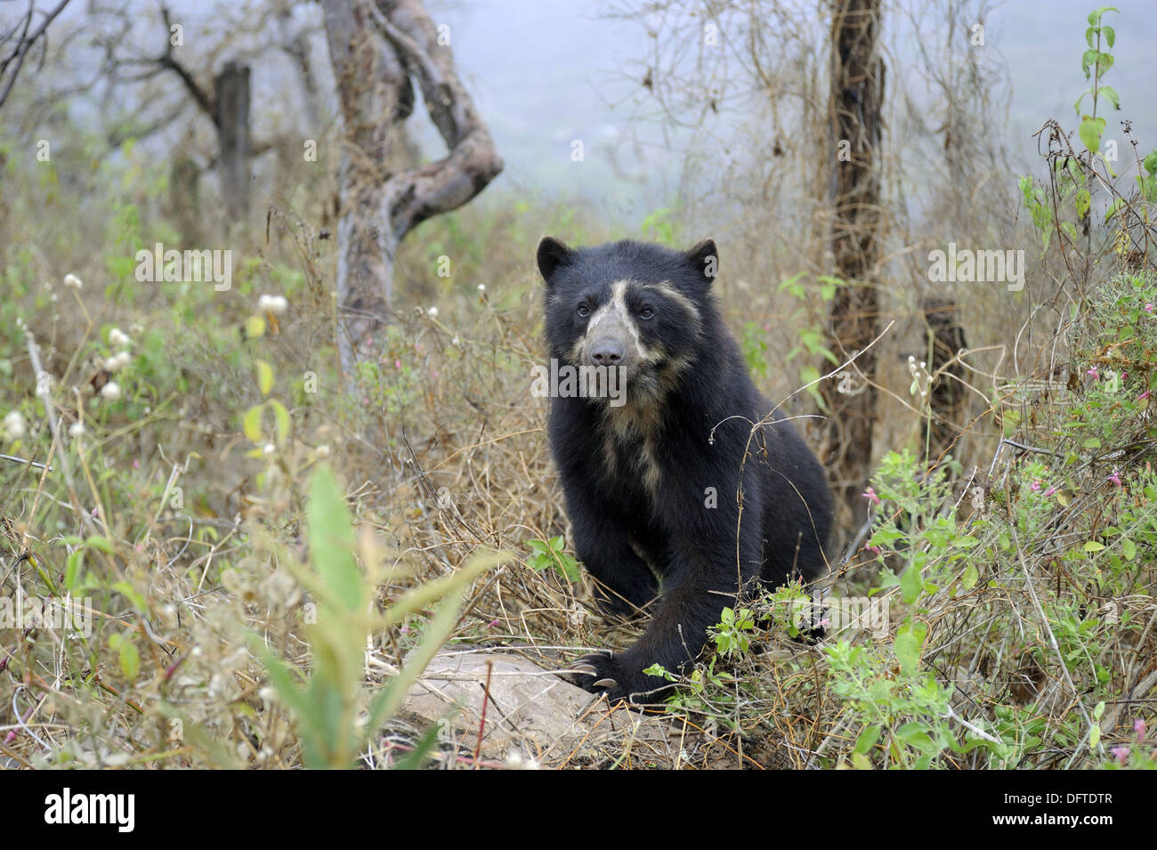 Spectacled bear tremarctos ornatus climbing hi-res stock photography ...