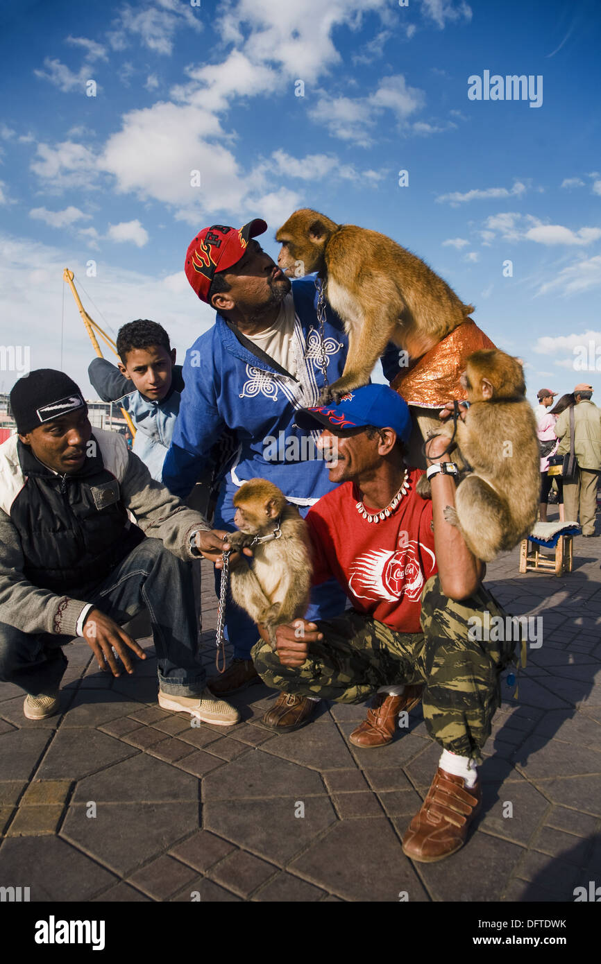 Marrakesh Monkeys High Resolution Stock Photography and Images - Alamy