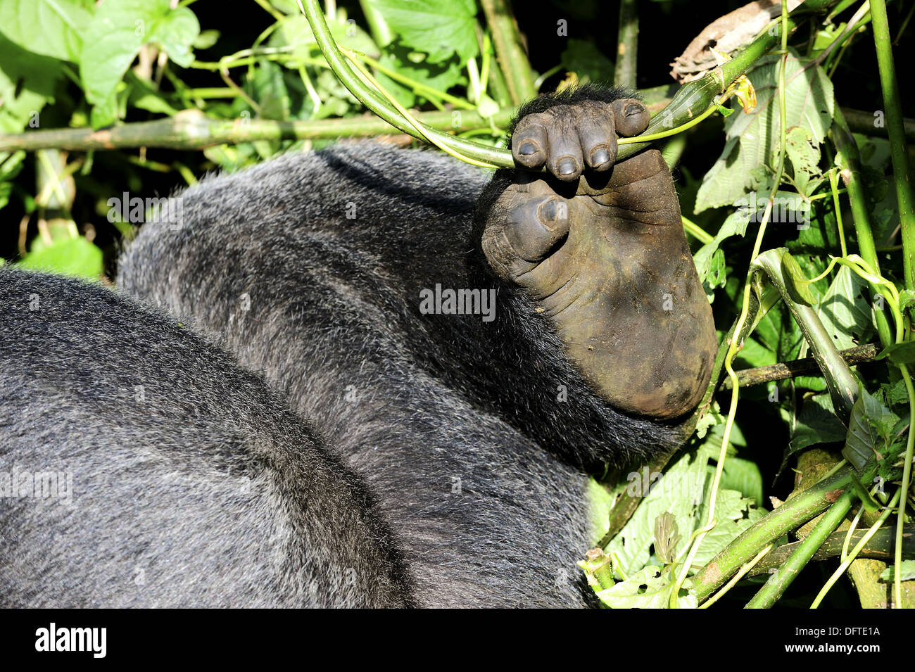 Gorilla Leg High Resolution Stock Photography and Images - Alamy