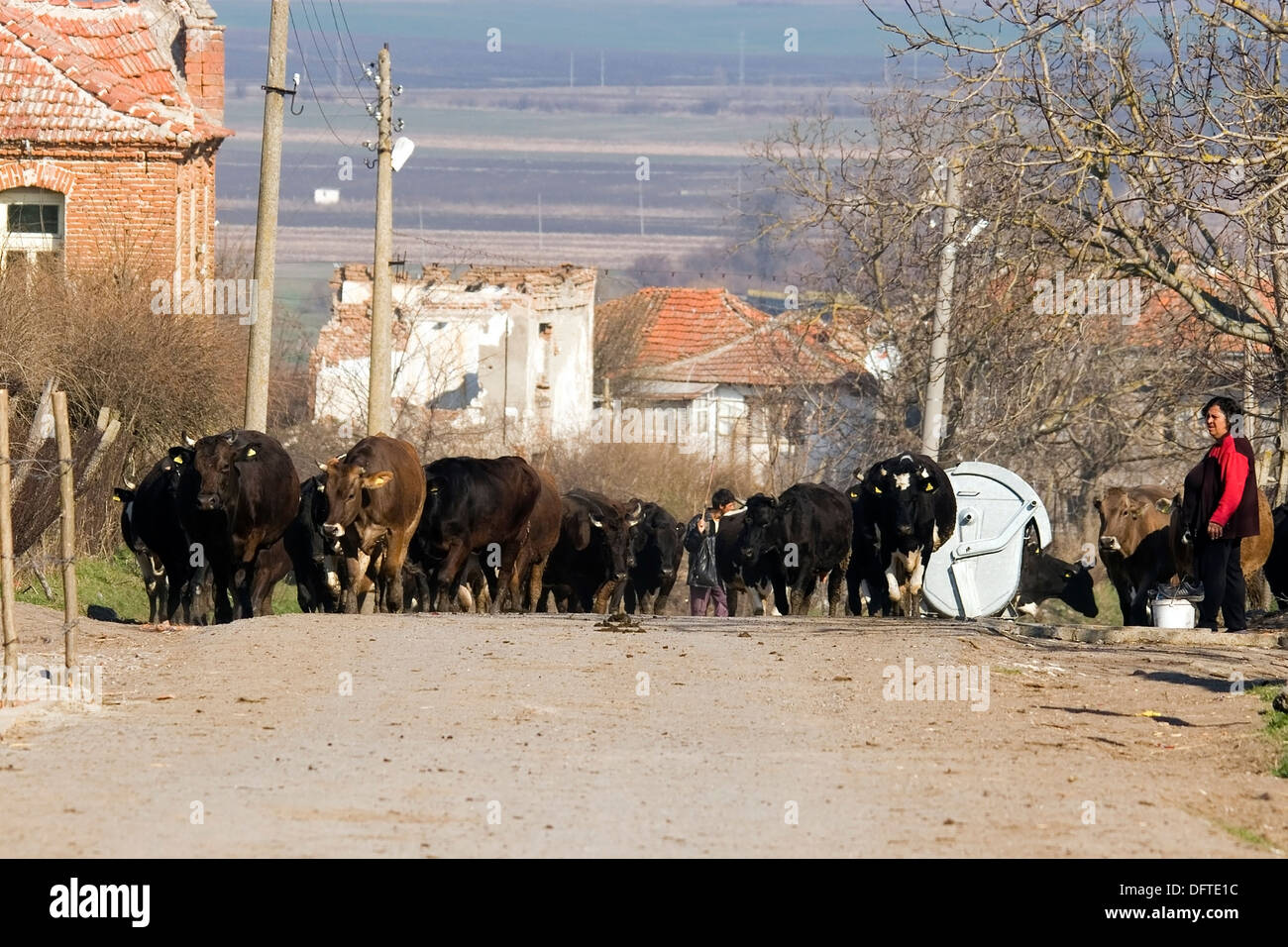 Cows walk through rural village in the Strandja mountains of rural ...