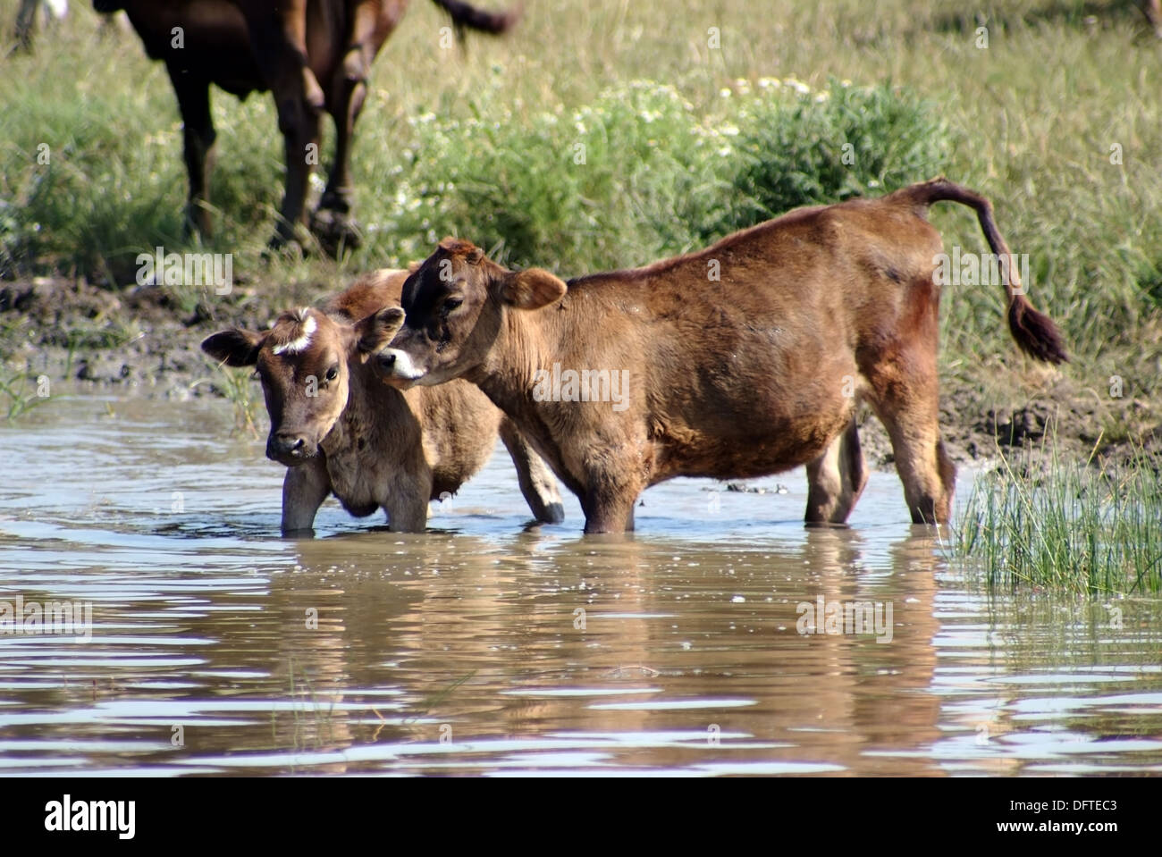 Cattle Dip Stock Photos & Cattle Dip Stock Images - Alamy