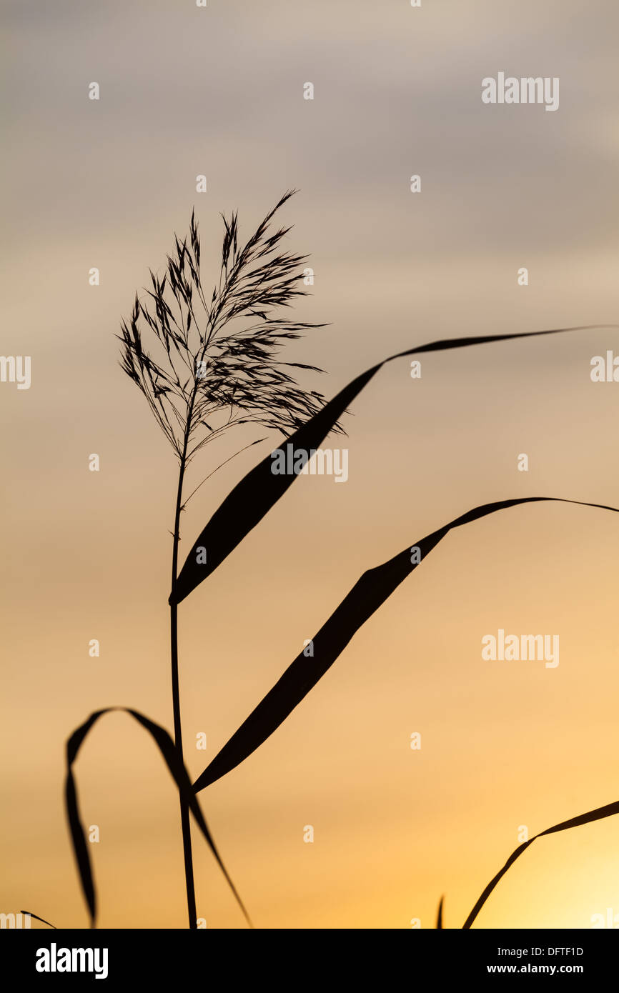 Beautiful reed silhouette Stock Photo - Alamy