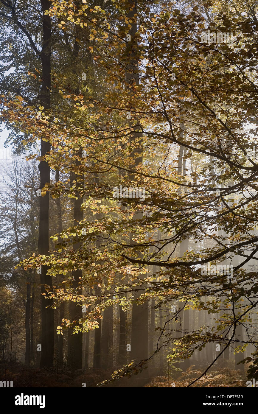 Foret de lyons hi-res stock photography and images - Alamy