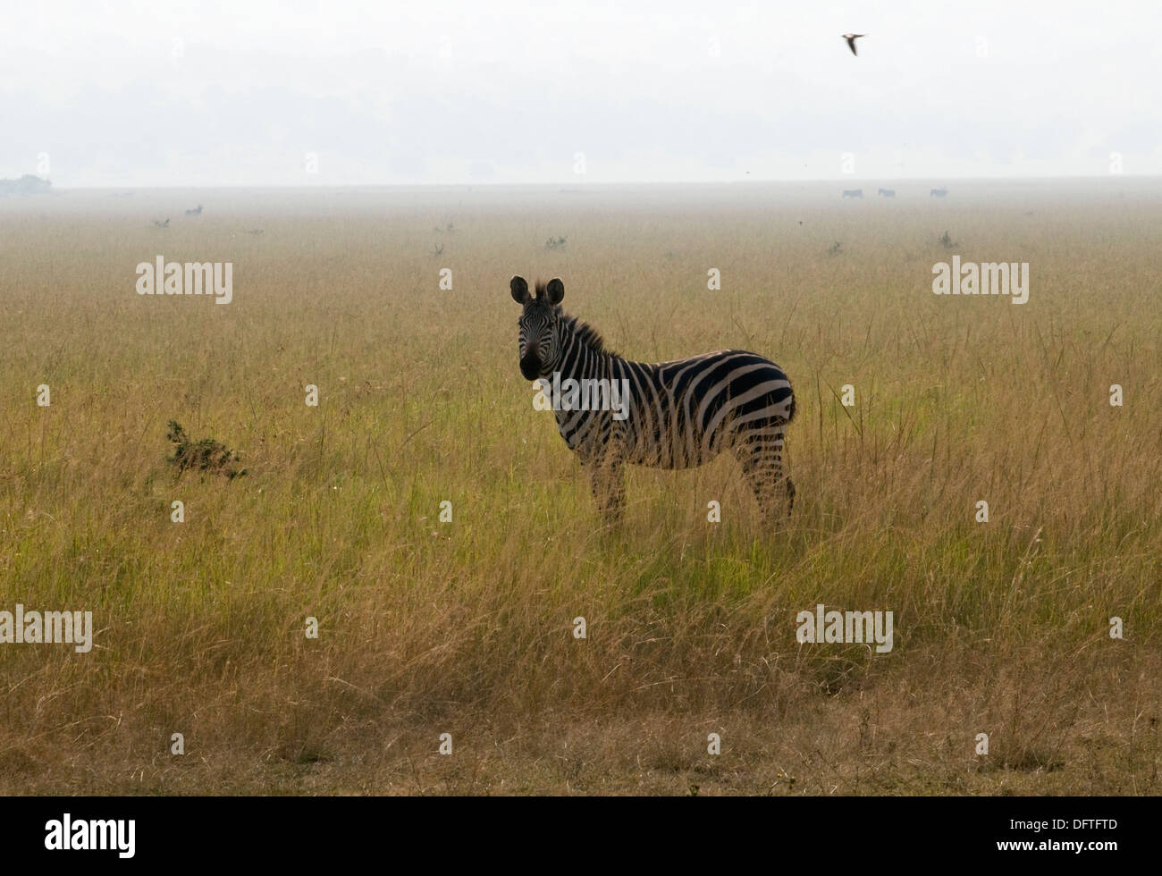 Plains zebra predator hi-res stock photography and images - Alamy