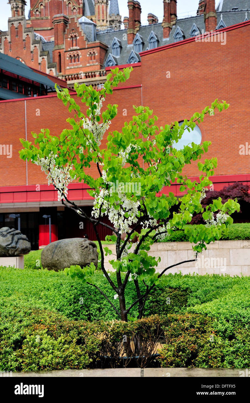 London, England, UK. British Library. Tree in courtyard by entrance ...
