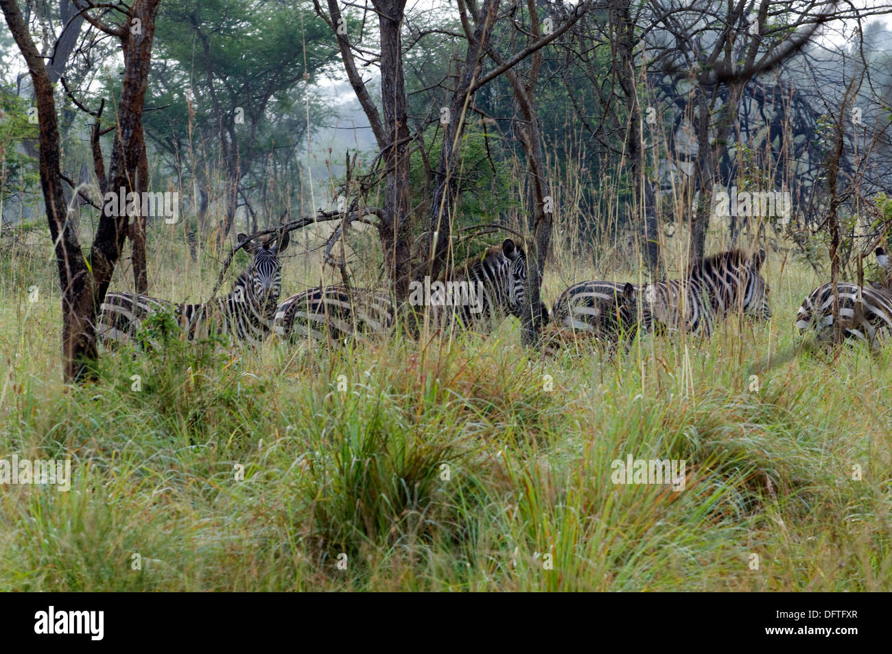 African Plains Zebra Equus burchelli Northern Akagera National Game ...