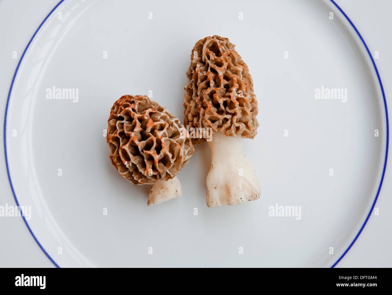 Morchella Conica Stock Photos & Morchella Conica Stock Images - Alamy