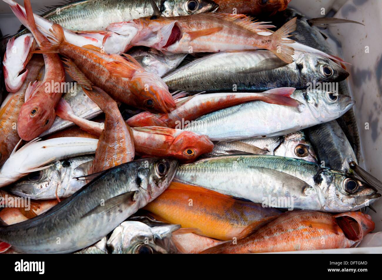 Trigla lyra hi-res stock photography and images - Alamy
