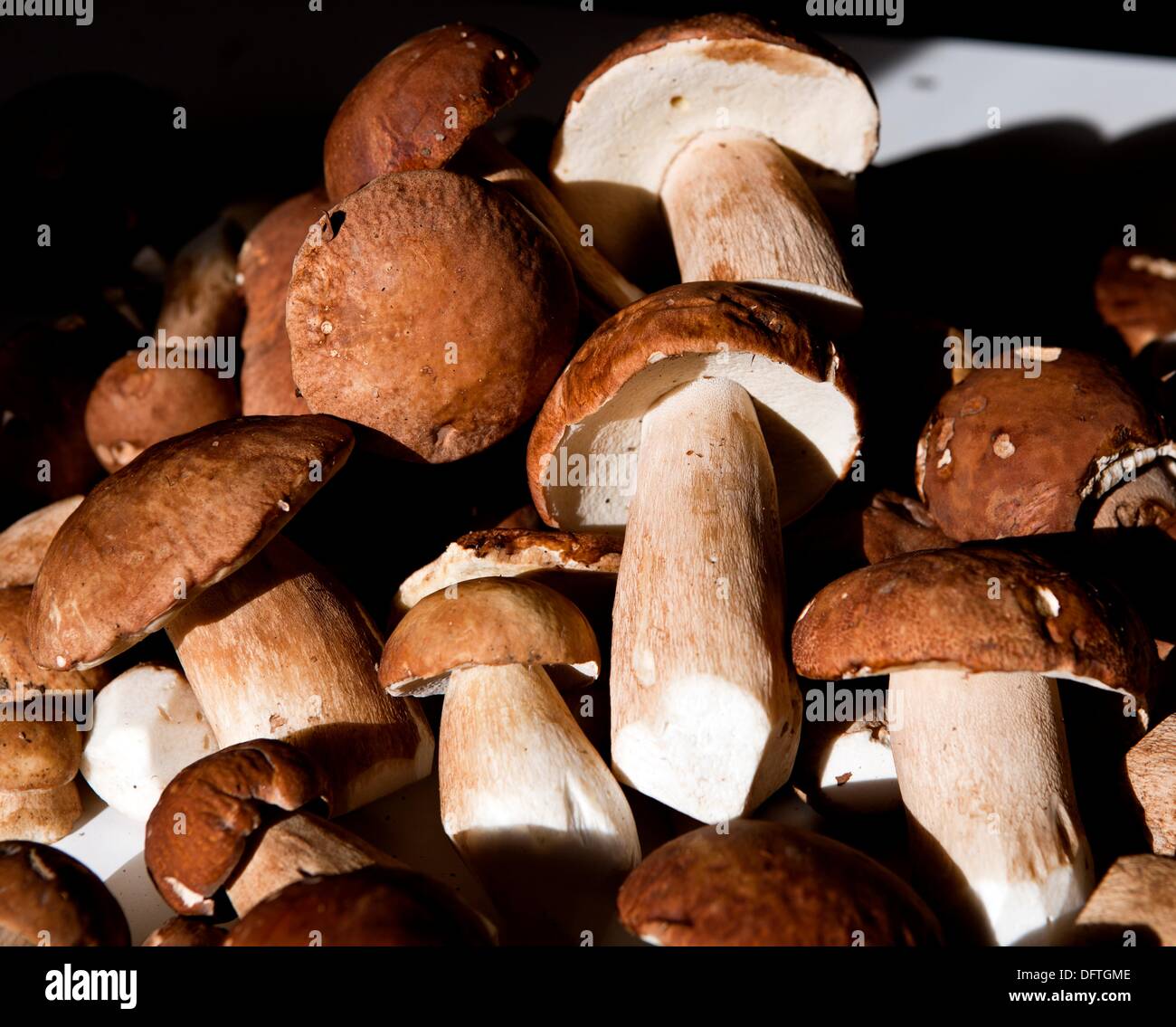 Reticulatus hi-res stock photography and images - Alamy