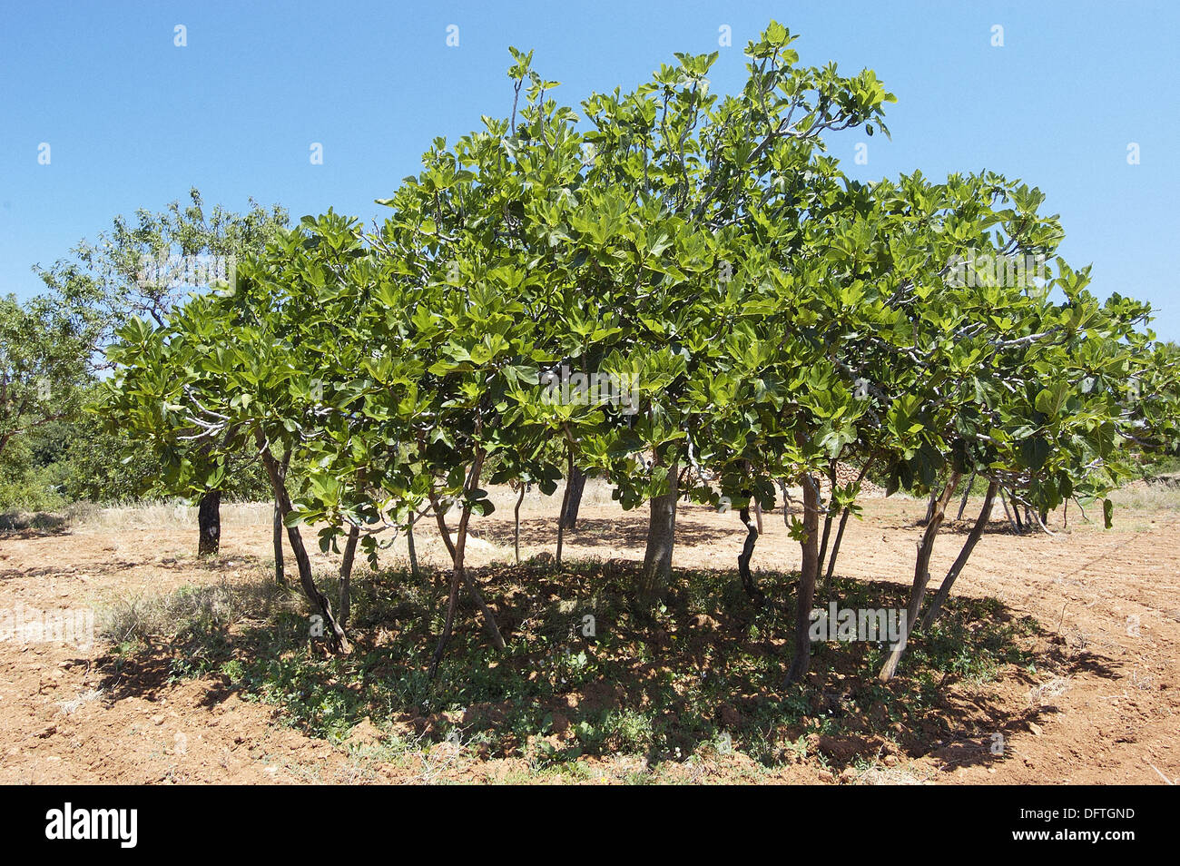 Fig tree ibiza hi-res stock photography and images - Alamy