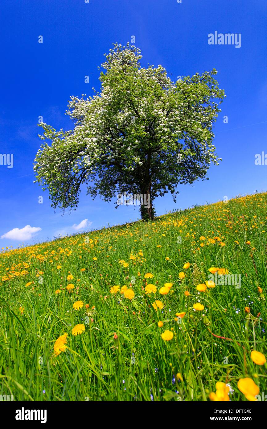 Pear tree flowering switzerland hi-res stock photography and images - Alamy