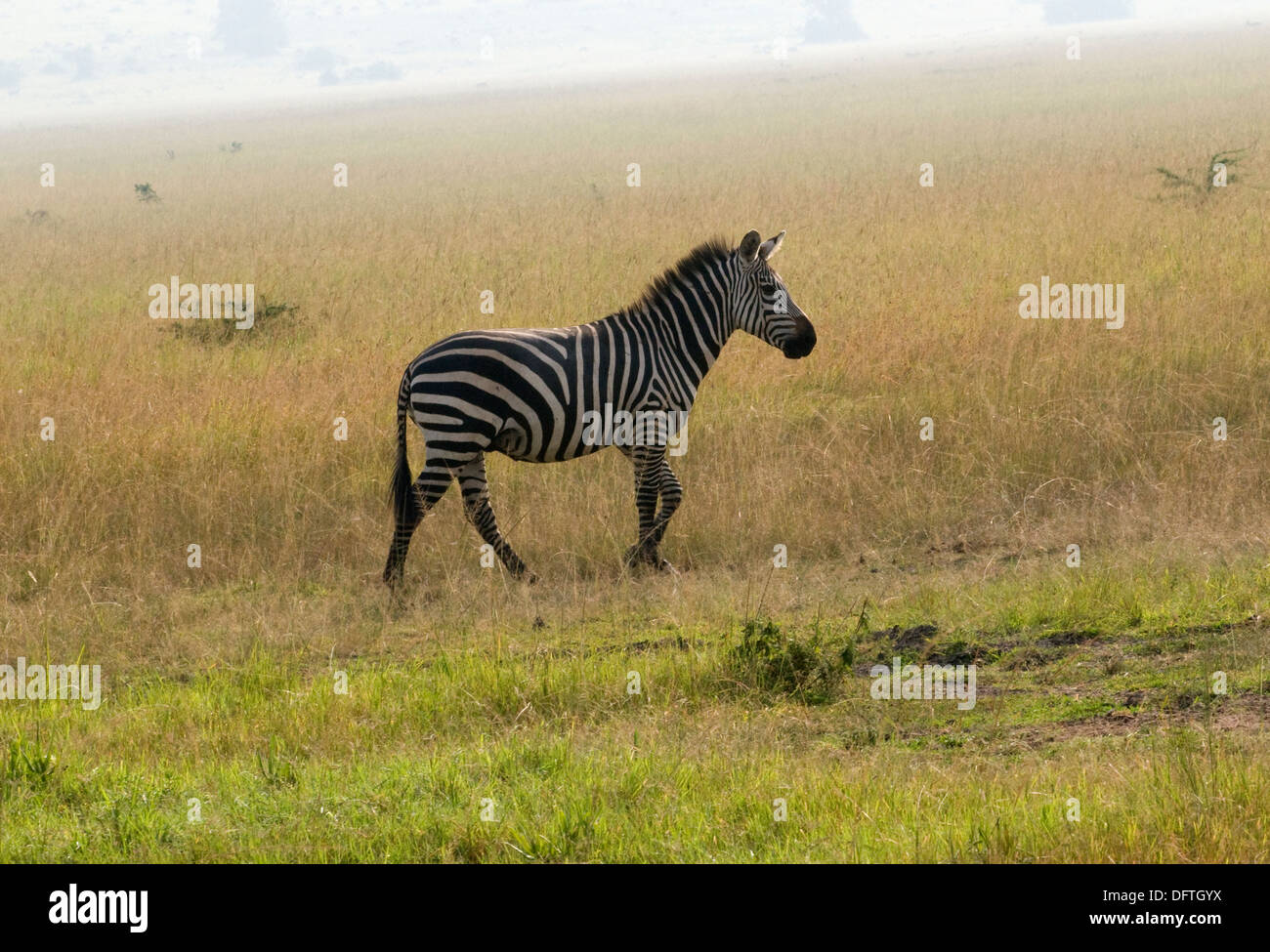 Forms harems hi-res stock photography and images - Alamy