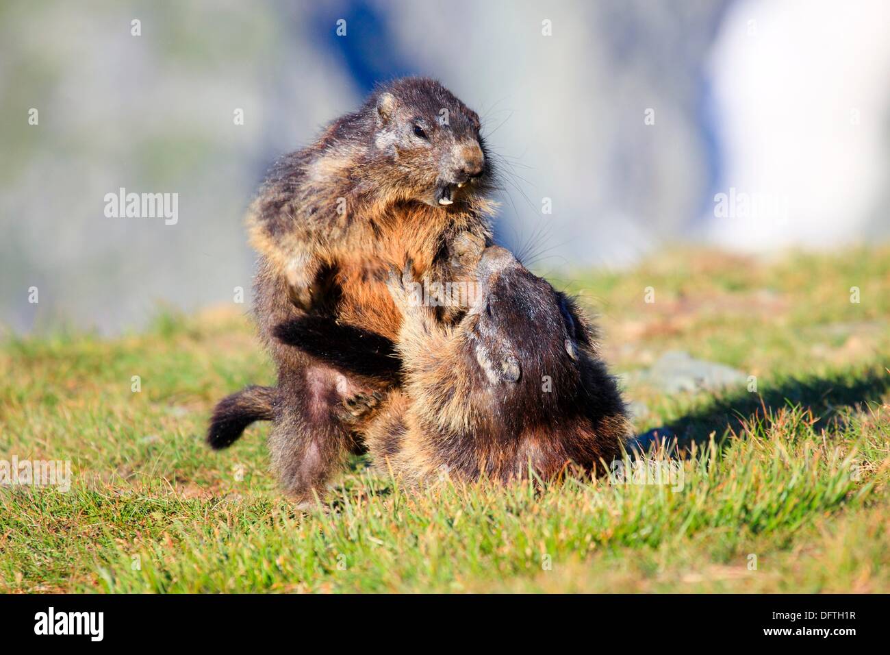Alpine marmota marmota playing young hi-res stock photography and ...